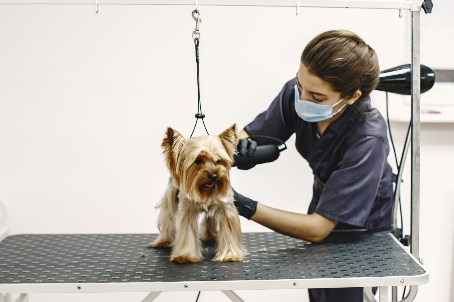 Best Mobile Pet Grooming in Abu Dhabi & Dubai | The Groomer