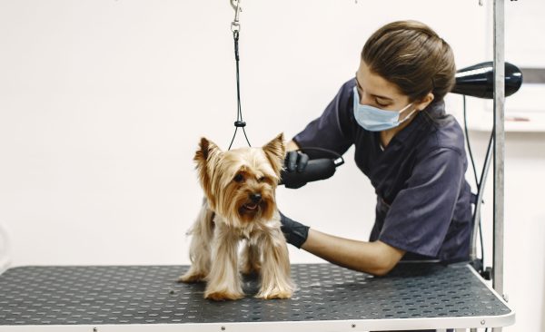 Professional Pet Grooming in Dubai | Safe & Hygienic Care